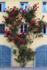 15+ Best Ideas Climbing Roses