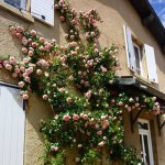 15+ Best Ideas Climbing Roses