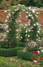 15+ Best Ideas Climbing Roses