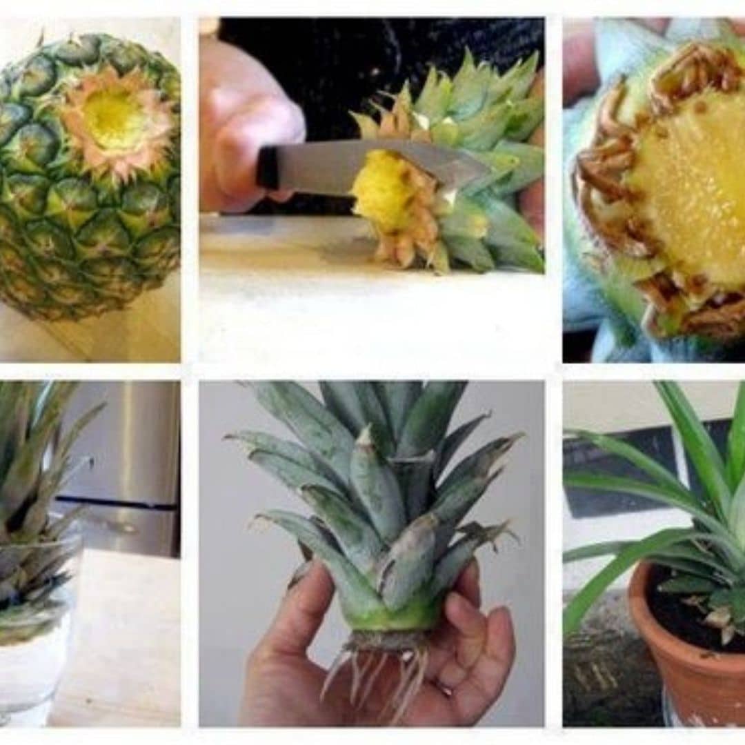 How to Plant Pineapple in a Pot: A Step-by-Step Guide