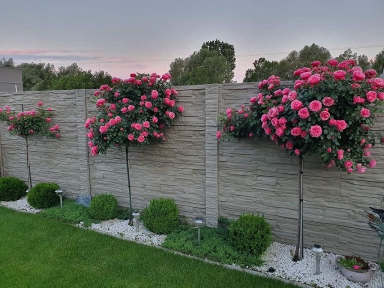 15 Amazing Rose Garden Ideas For Your Backyard