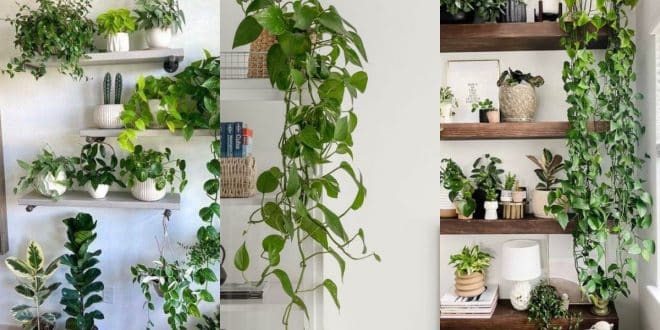 Pothos Wall Decor Ideas to Elevate Your Space